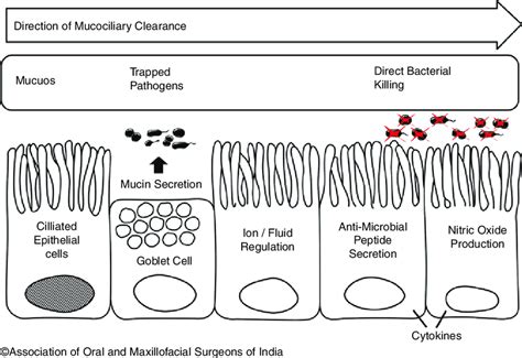 4 Schematic Diagram Of The Secretary And Clearance Of The Mucous Via