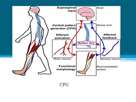Neural Control Of Locomotion Ppt