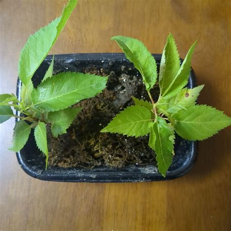 吉野さくら、サクラ、桜、苗え、2株、美形、2027 07 25 メルカリ