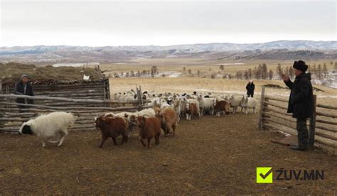 Малын тэжээлийн үнэ буурчээ