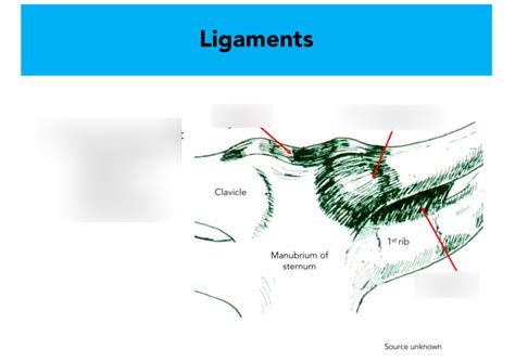 Diagram Of Sternoclavicular Ligaments Quizlet