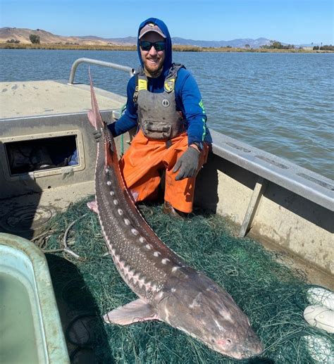 A ‘living Fossil At Risk Californias White Sturgeon Population Continues To Decline Kpbs