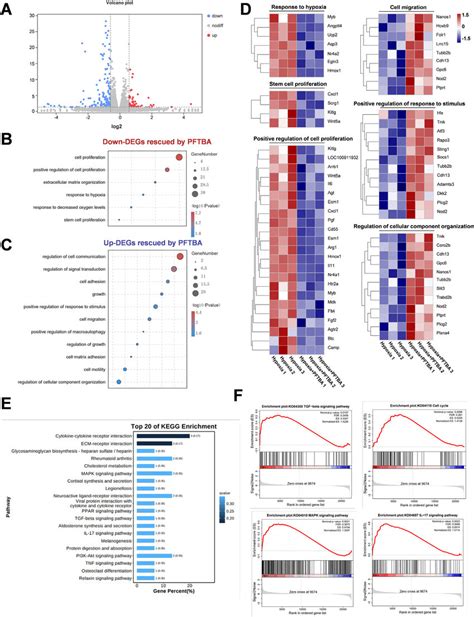 Transcriptome Profiles In Afscs With Without Pftba Under Hypoxia A