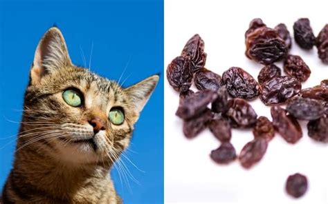 Can Cats Eat Raisins