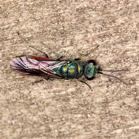Trogtrogblog Ruby Tailed Wasp