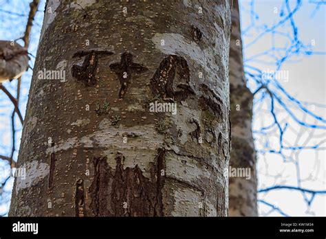 Initials Carved Tree Carving Stock Photos Initials Carved Tree Carving Stock Images Alamy