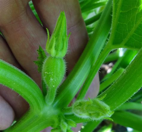 The Scientific Gardener Hand Pollinating Squash