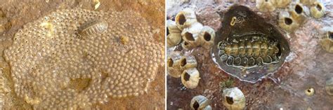 Chitons Primitive Inhabitants Of Todays Seashores Roundglass Sustain