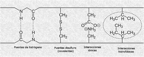 4413 Estructura Terciaria De Las Proteinas Biología 2º Bachillerato