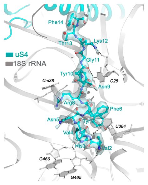 Ijms Free Full Text High Resolution Structure And Internal Mobility