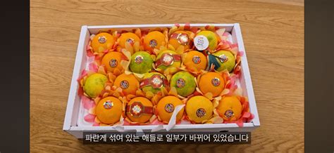 제주 동문시장 근황 먹방 유튜버 포텐 터짐 최신순 에펨코리아