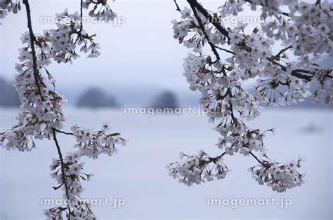 秋元湖と桜の写真素材 127879213 イメージマート
