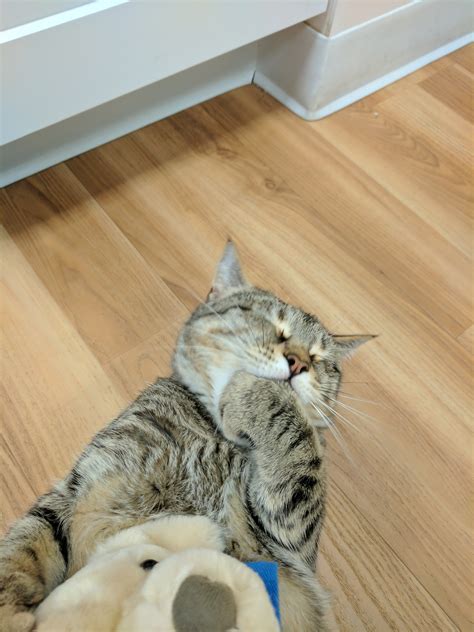 Meet Our Clinic Cats Just Cats Clinic