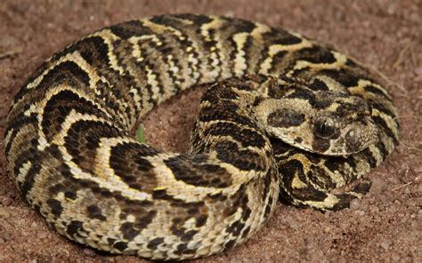 The Puff Adder Kloof Conservancy The Leopards Echo