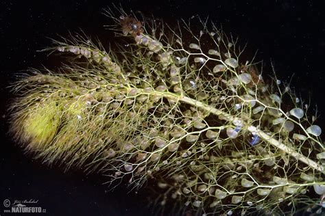 Bublinatka Jižní Naturfoto Cz