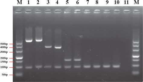 Frontiers Detection Of Genus And Three Important Species Of Cronobacter Using Novel Genus And