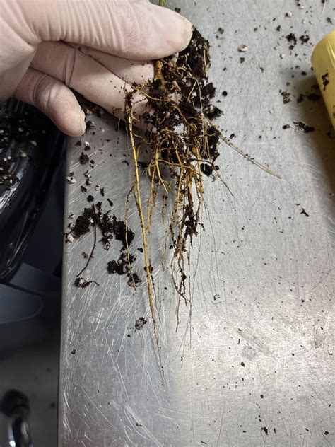 Example Of Root Rot Vs Healthy Roots Rcitrus
