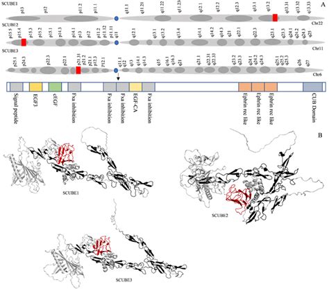 A Location Of Scube1 Scube2 And Scube3 On Their Respective