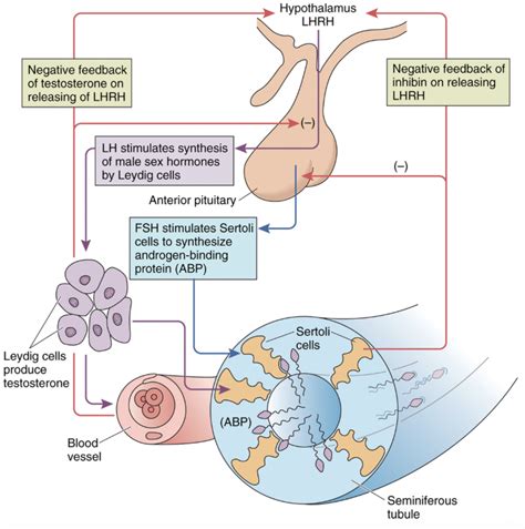 Male Reproductive Histology Notes Medical Histology Jacobs School Of Medicine