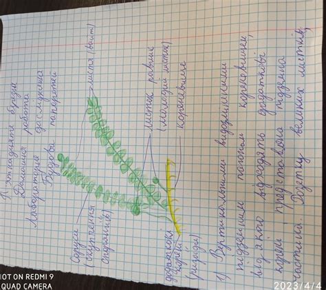 ЛАБОРАТОРНЕ ДОСЛІДЖЕННЯ БУДОВА ПАПОРОТЕЙ Хід роботи 1 На живих чи