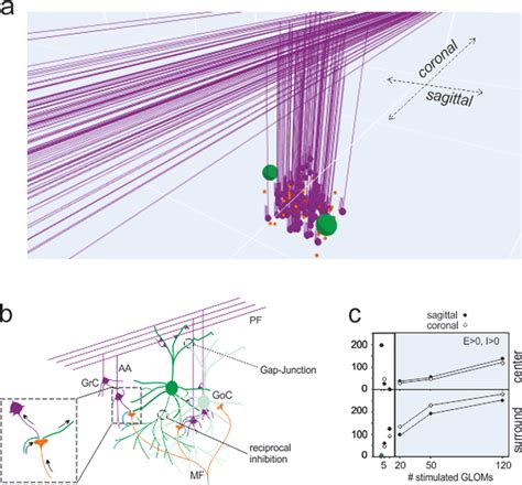 The Granular Layer Network Model A Scheme Of The Granular Layer Network Download Scientific