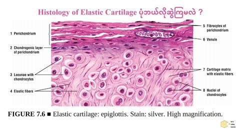 How To Draw Histology Of Elastic Cartilage YouTube