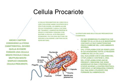 Mappa Concettuale Sulla Cellula Procariote Schemi E Mappe Concettuali Di Biologia Docsity