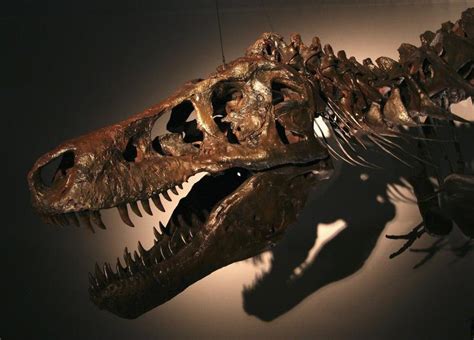 The True Story Behind The Worlds Largest T Rex Skeleton The Takeaway