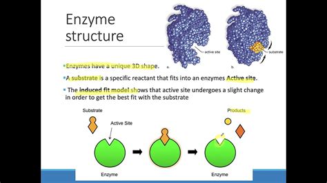 63 Enzymes And Metabolic Pathways Youtube