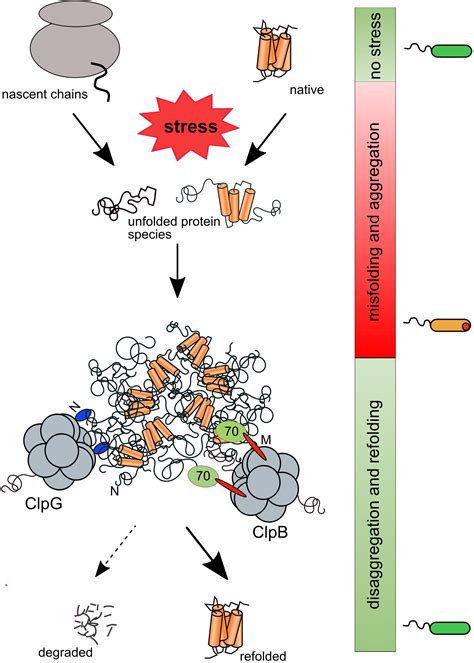 Protein Aggregation Effects At Lucinda Pell Blog
