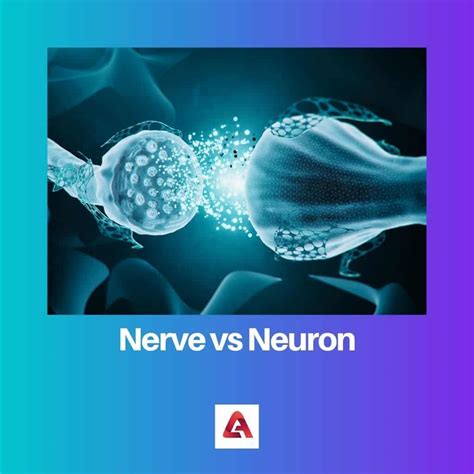 Nervio Vs Neurona Diferencia Y Comparación