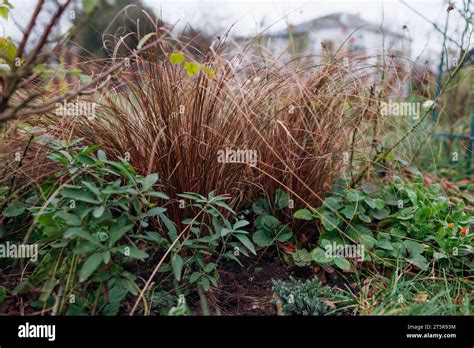 Bronze Hair Sedge Carex Growing In Fall Garden On Flower Border New