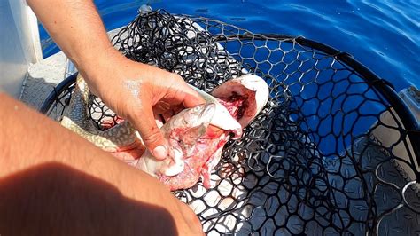 Catching Monster Lake Trout Lake Tahoe Fishing Charters Youtube