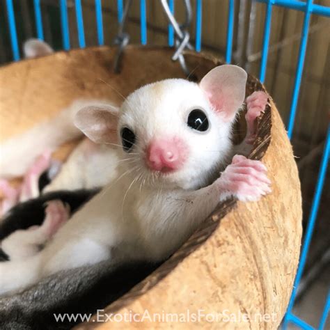 Sugar Gliders For Sale Vancouver At Jason Rocha Blog