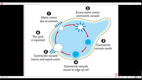 Osmoregulation In Protists Lec 7 YouTube