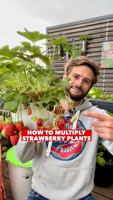 Patrick Vernuccio On Instagram You Can Easily Multiply Your Strawberry Plants 🍓💚 The Long