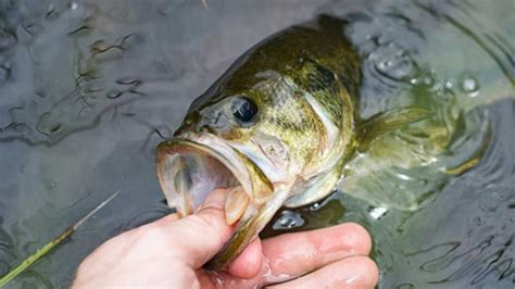 How To Catch Pre Spawn Bass Get Fishing