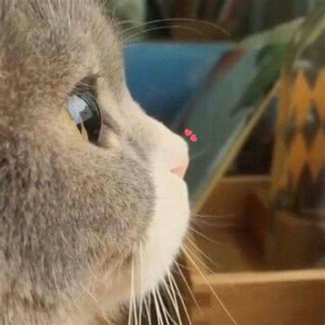 [약후방] 호불호 몸매 Mp4 Vortex Gaming