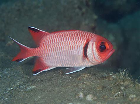ウロコマツカサ Izuzuki海の生き物大図鑑 笑