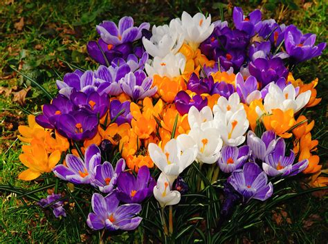 Kostenlose foto Natur Wiese Blume Frühling bunt Garten