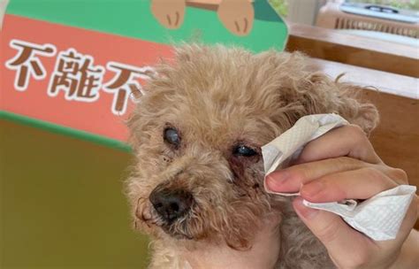 全盲老貴賓找到新家！ 屏退休護理師認養伴餘生取名「天使」 Ettoday寵物雲 Ettoday新聞雲