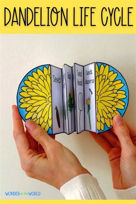 Life Cycle Of A Dandelion Flower Plant Foldable Sequencing Activity