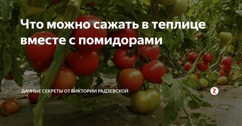 Что можно сажать в теплице вместе с помидорами Виктория Радзевская