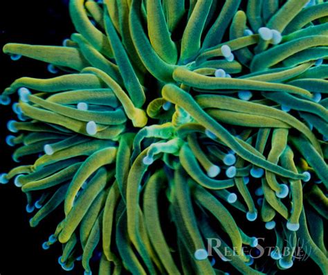 Torch Coral Id