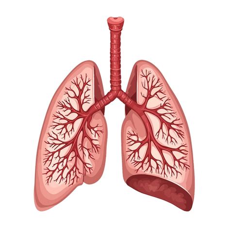 Premium Vector Lungcancerdiagramindetailsvector