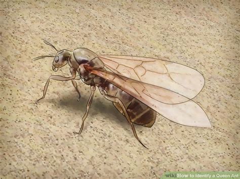 How To Identify A Queen Ant Steps With Pictures WikiHow