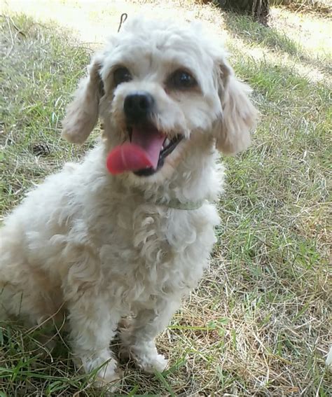 강아지 믹스견 종류궁금해요 지식in