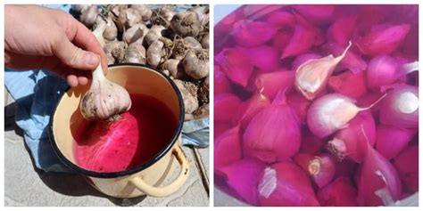 Найкраща обробка озимого часнику перед посадкою