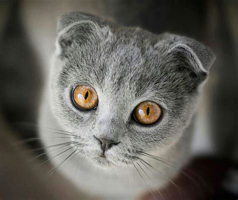 Топ 10 самых популярных пород кошек в России ☽ Коты Воители ☾ Amino