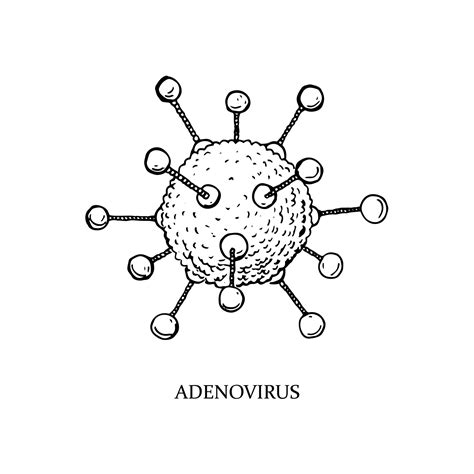 Hand Drawn Adenovirus Illustration With Name In Sketch Style